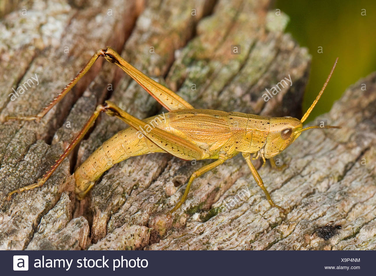 Grasshopper Eggs High Resolution Stock Photography and Images - Alamy
