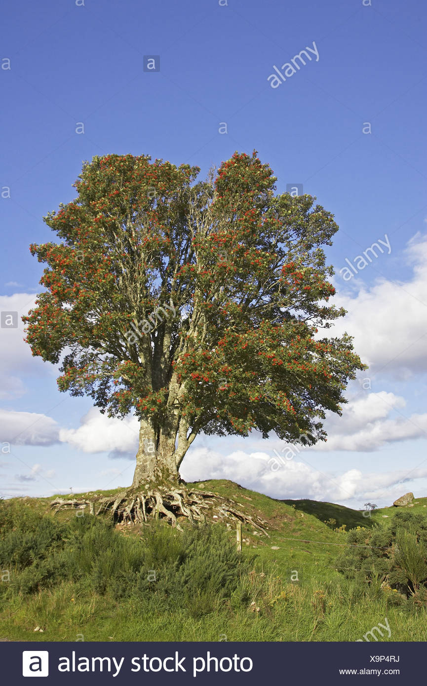 Ash Tree Root Stock Photos & Ash Tree Root Stock Images - Alamy