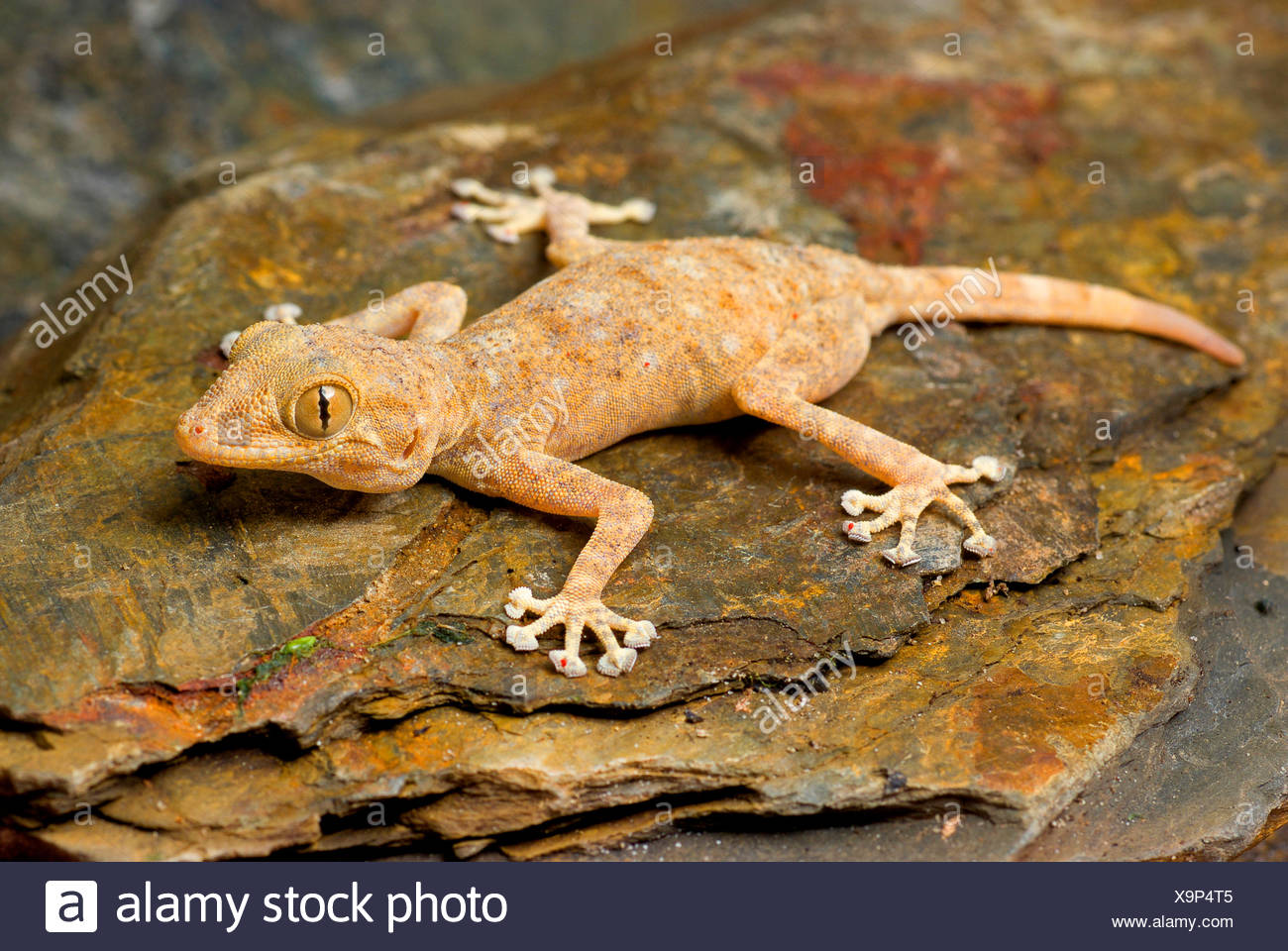 Fan Fingered Gecko Stock Photos & Fan Fingered Gecko Stock Images - Alamy