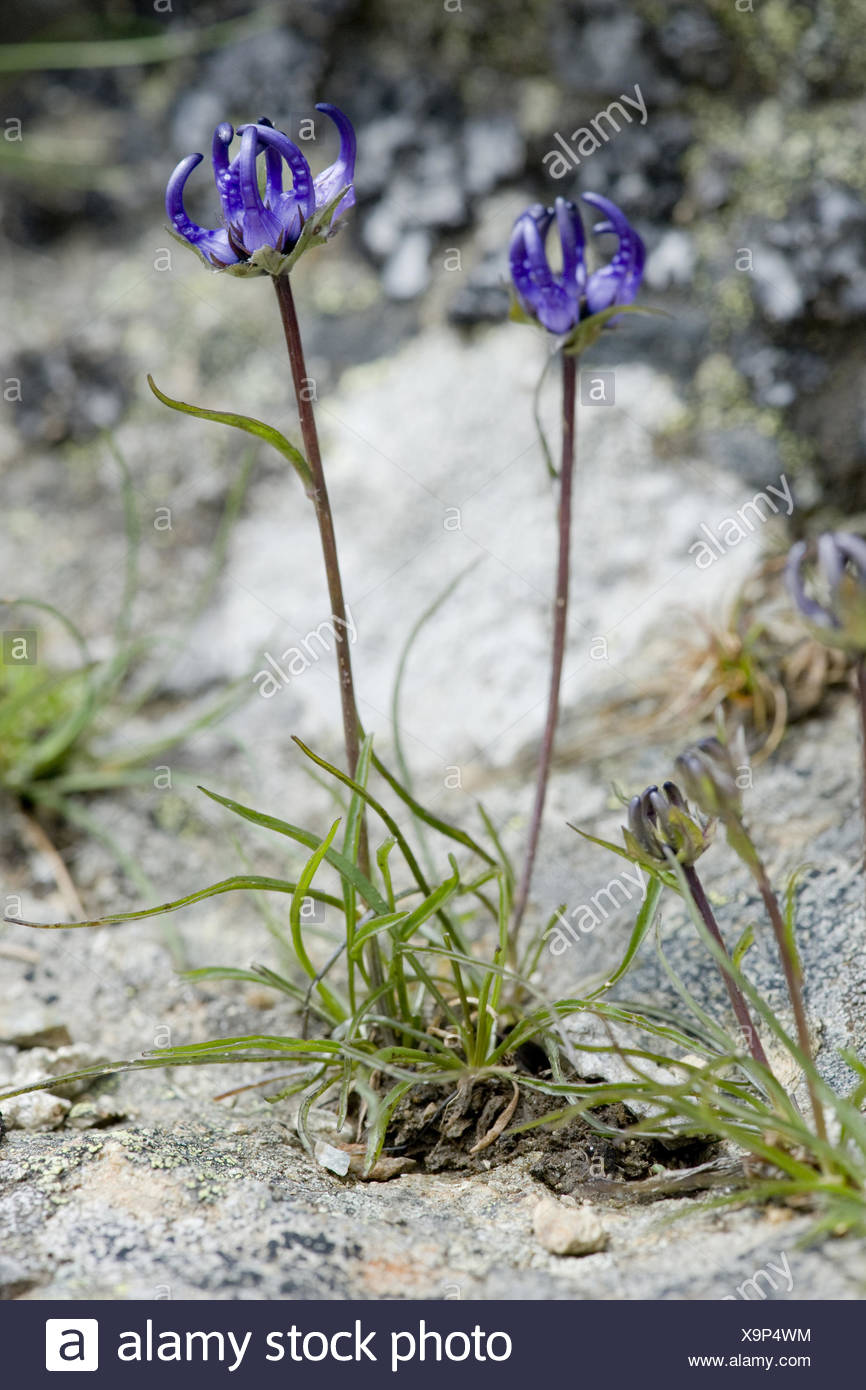 Rampions Stock Photos & Rampions Stock Images - Alamy