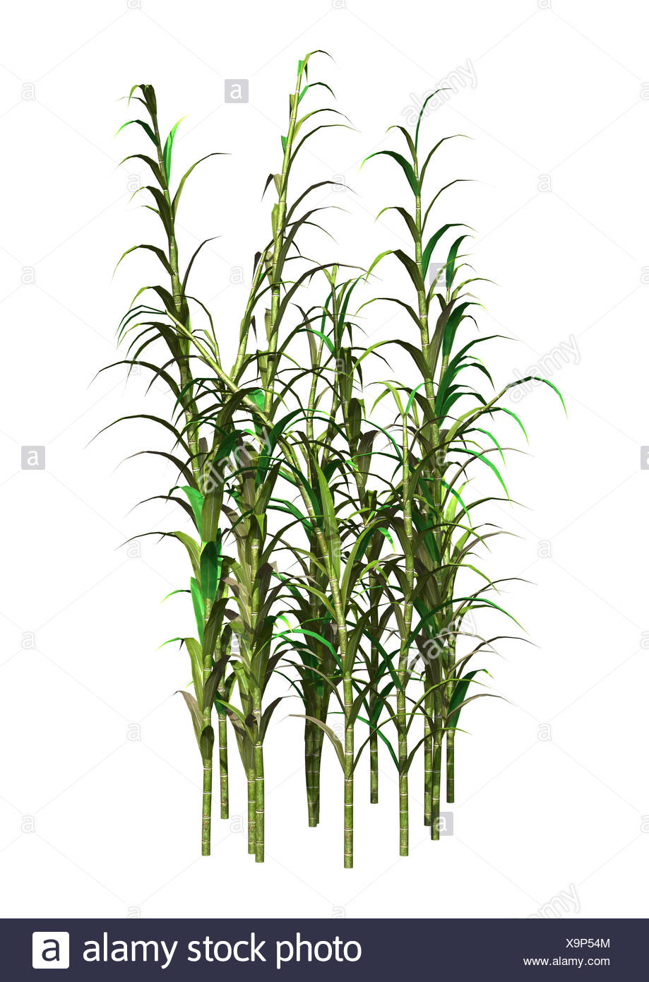 Clumping Bamboo High Resolution Stock Photography and Images - Alamy