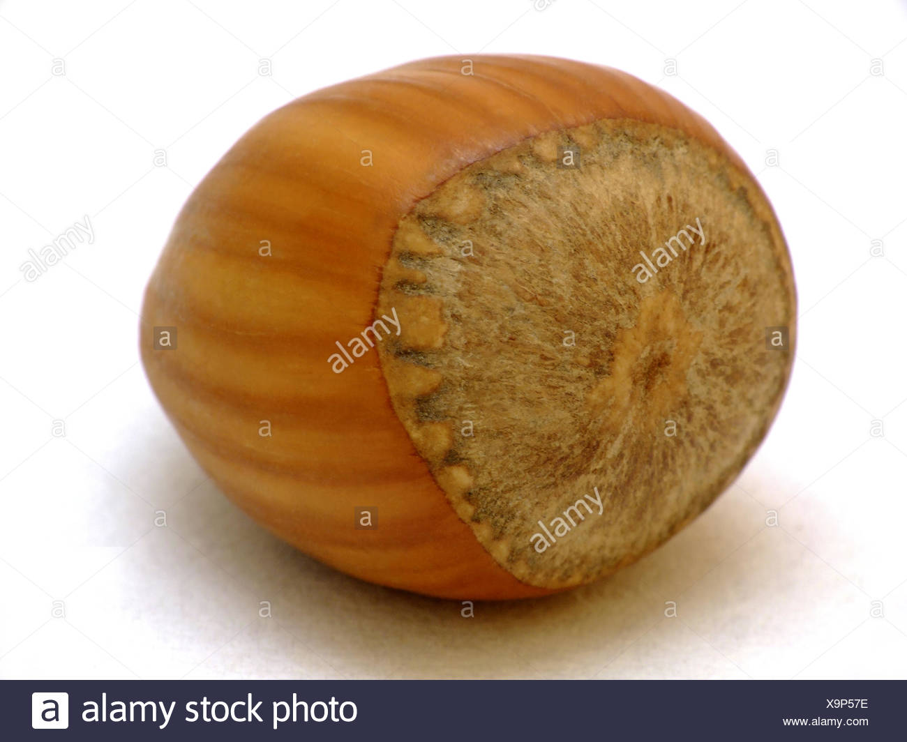 Haselnuesse High Resolution Stock Photography and Images - Alamy