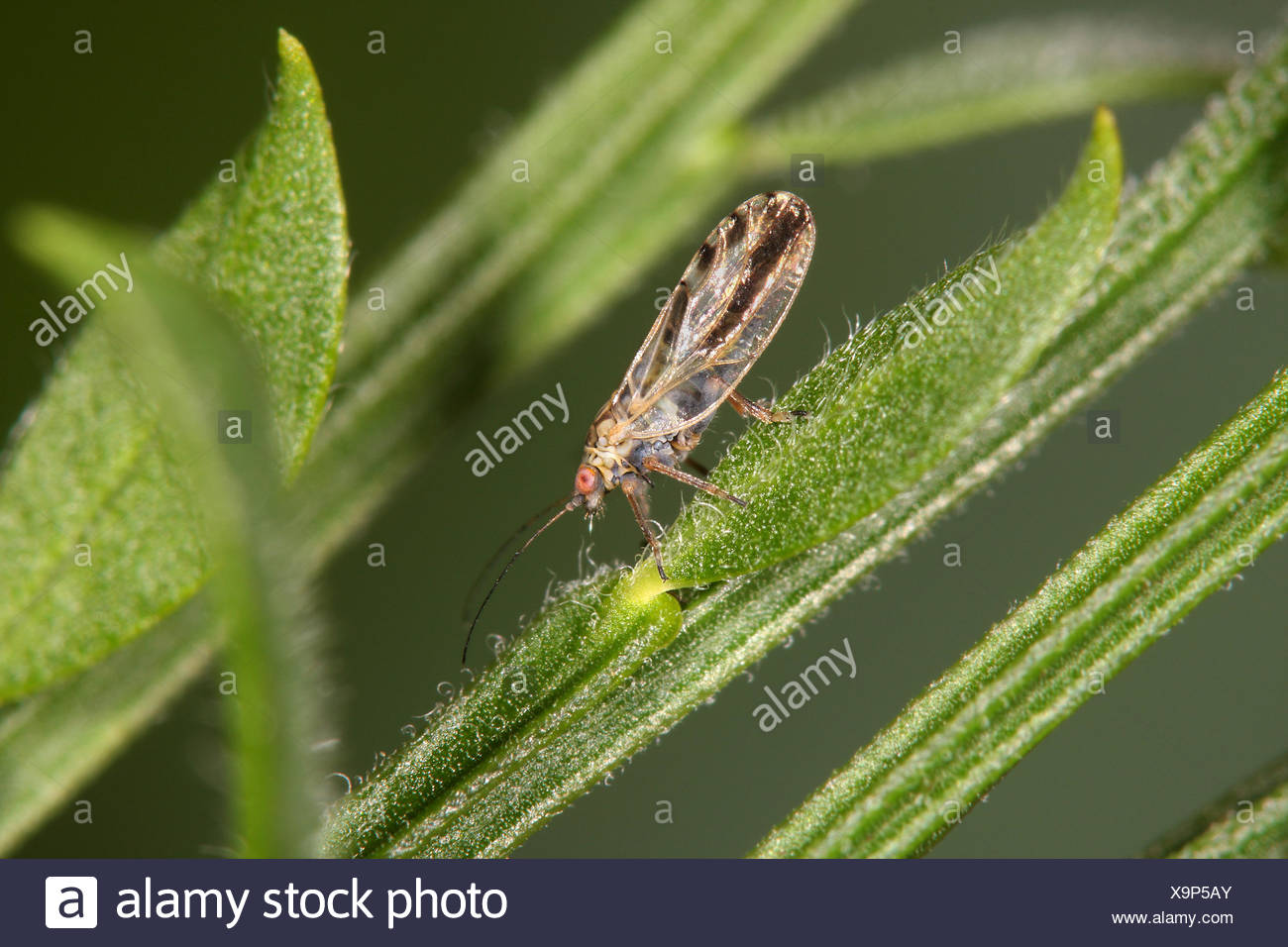 Jumping Beetles High Resolution Stock Photography and Images - Alamy