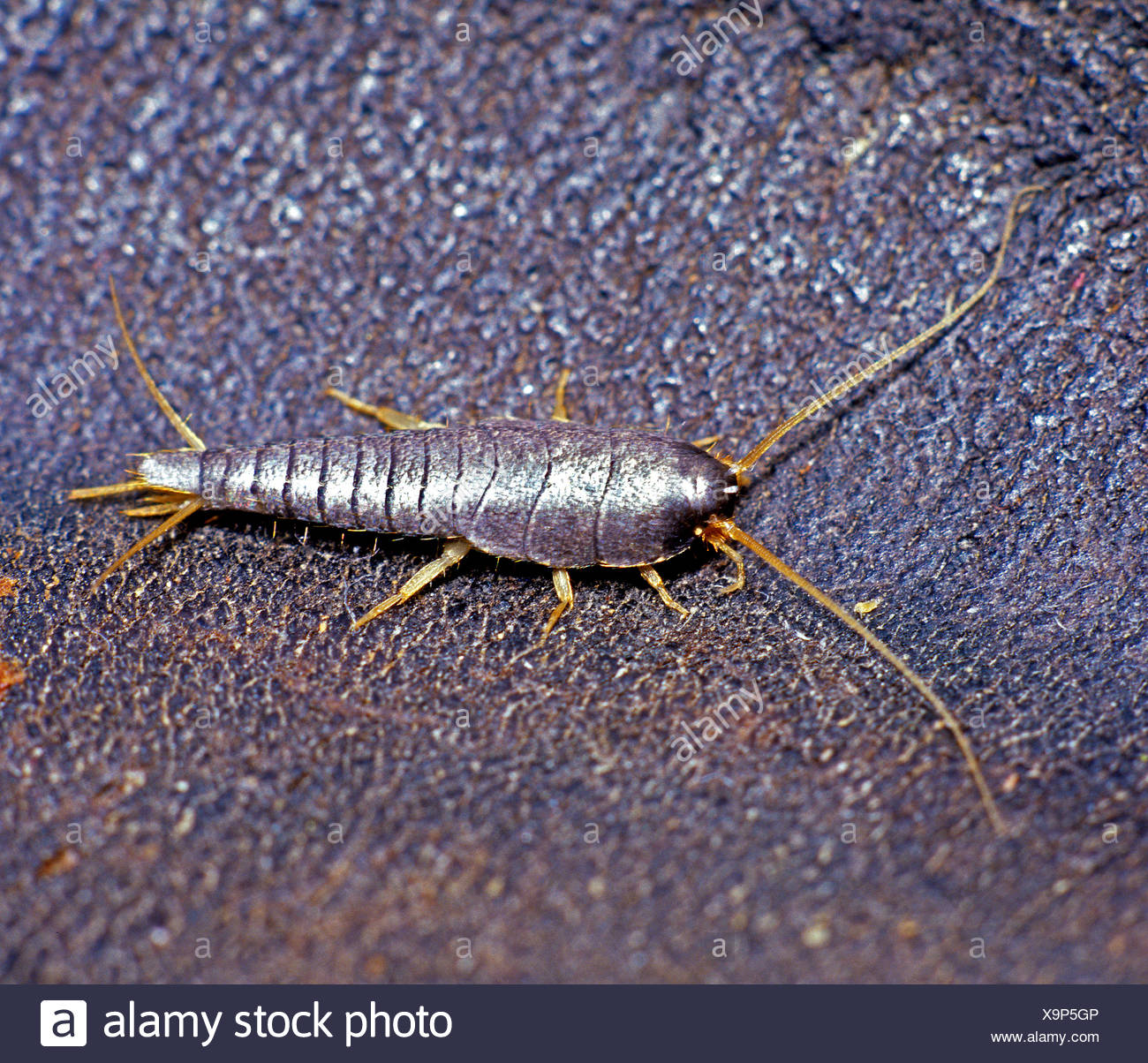 Fishmoth High Resolution Stock Photography and Images - Alamy