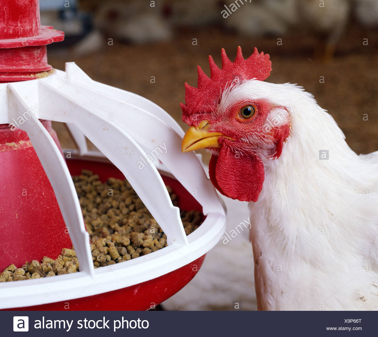 Hubbard Chicken High Resolution Stock Photography and Images - Alamy
