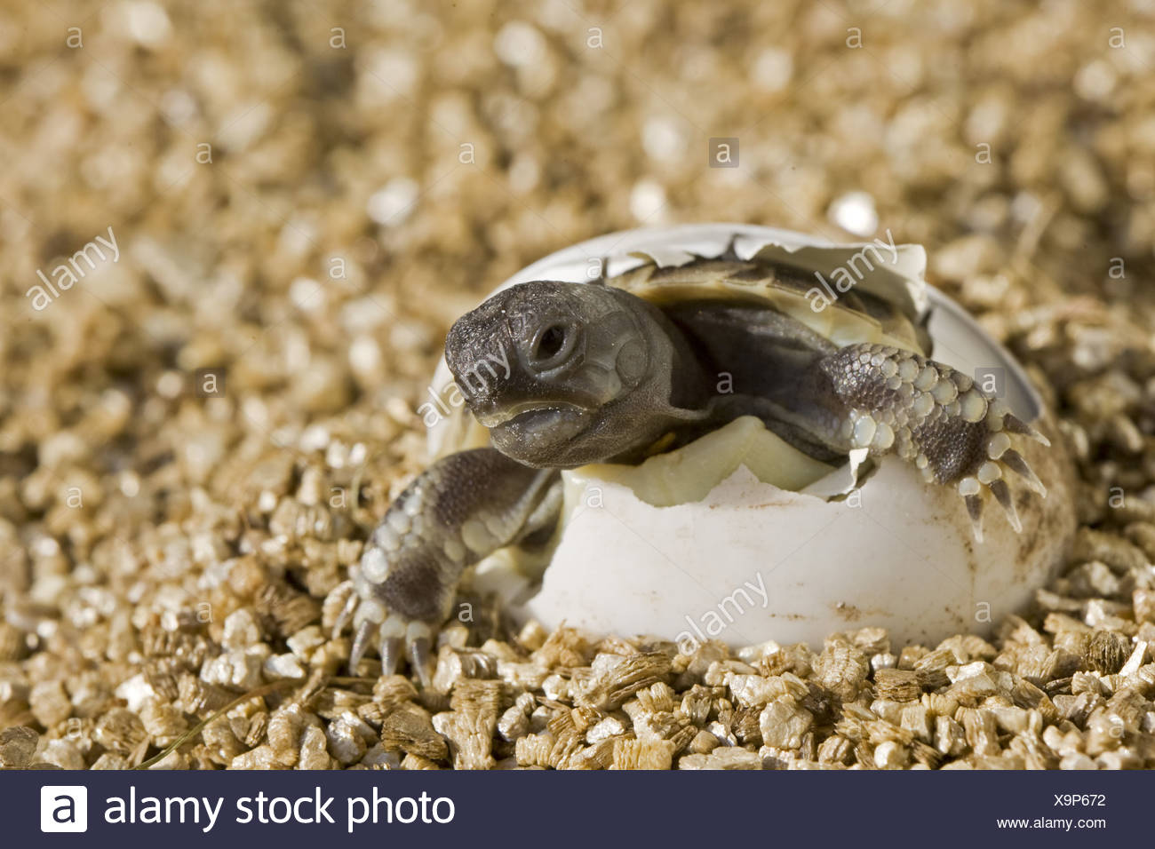 Turtle Egg Stock Photos & Turtle Egg Stock Images - Alamy