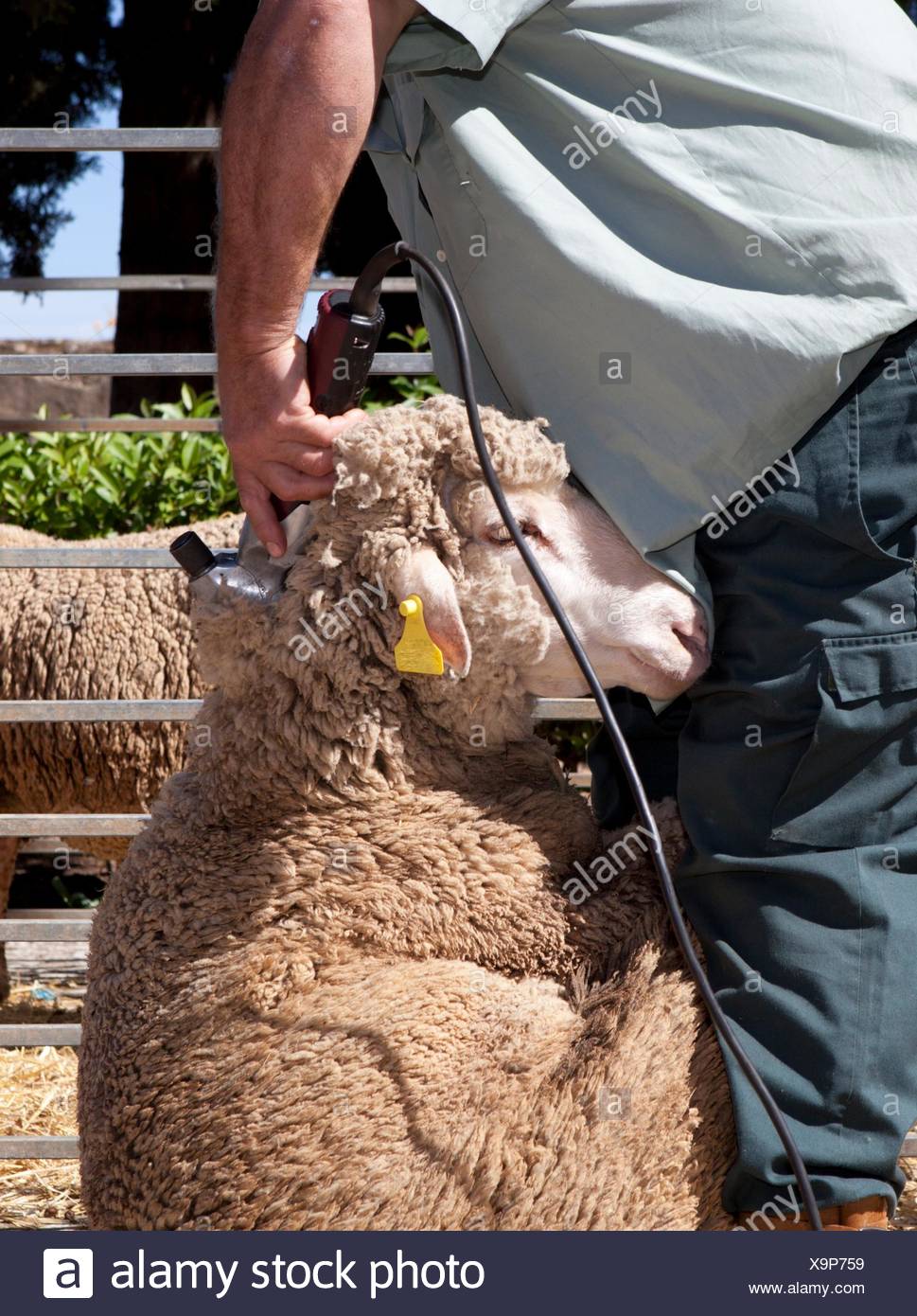 Sheep Shearing Machine Stock Photos & Sheep Shearing Machine Stock ...