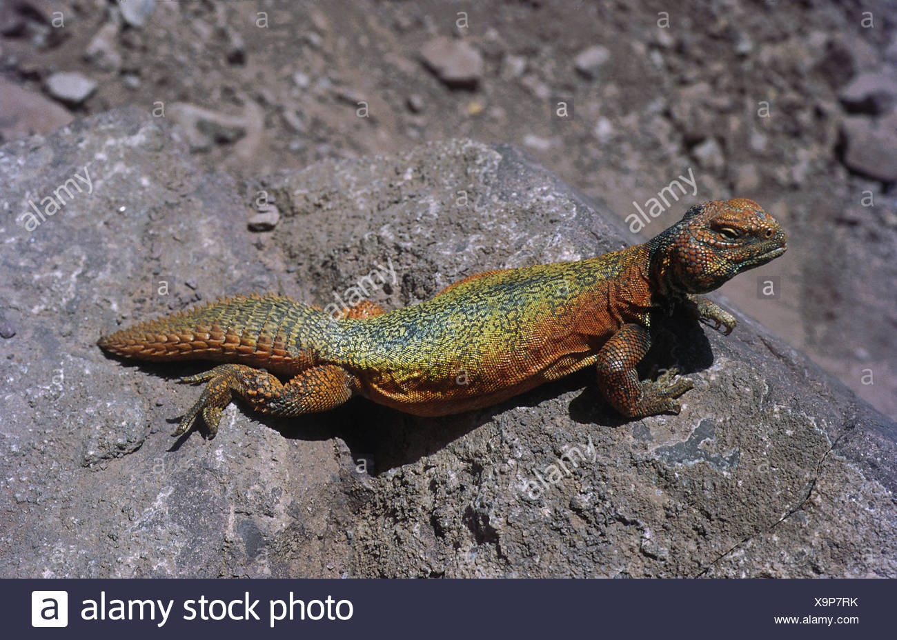 North African Spiny Tailed Lizard Uromastyx Stock Photos & North ...