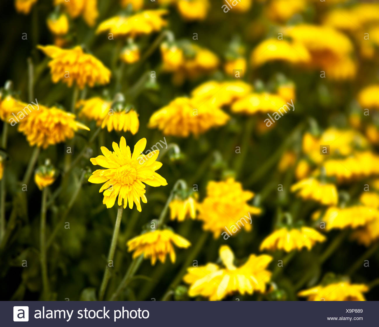 Limp Flower Stock Photos & Limp Flower Stock Images - Alamy