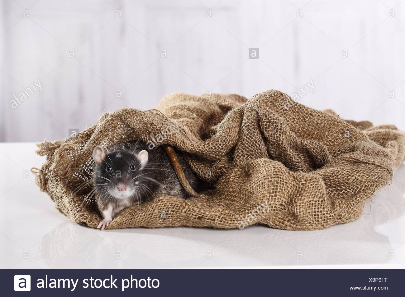 Berkshire Rats Stock Photos & Berkshire Rats Stock Images - Alamy