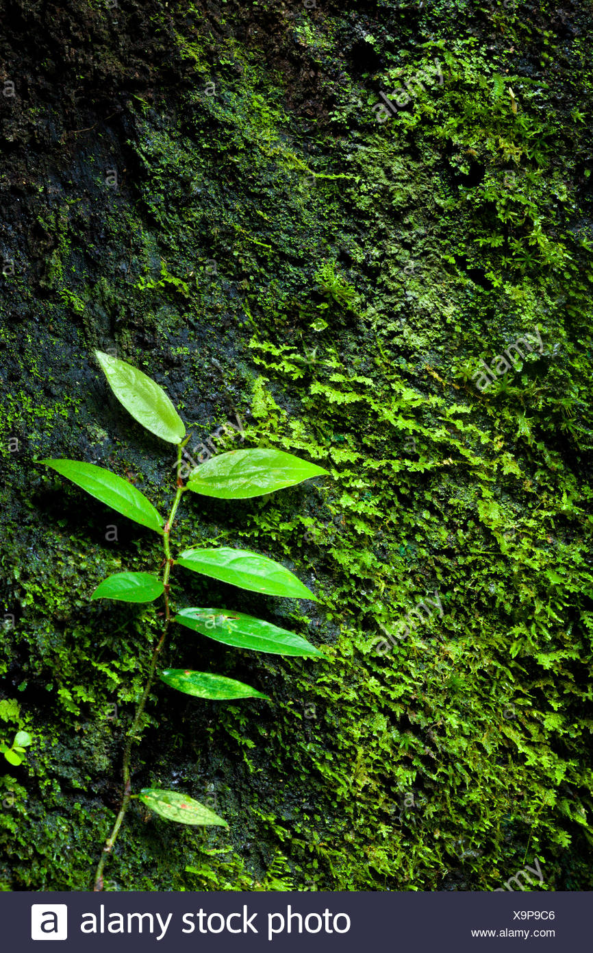 Creeping Plants High Resolution Stock Photography and Images - Alamy