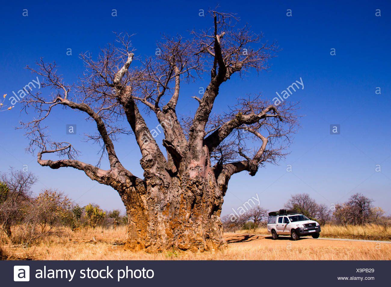 Africa Zimbabwe Baobab Tree High Resolution Stock Photography and ...