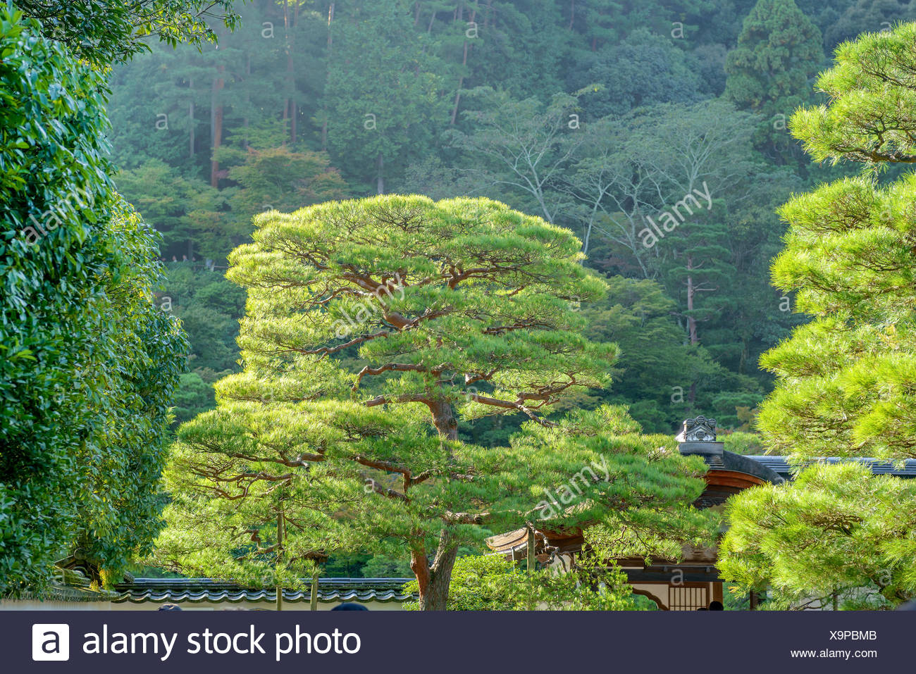 Japanese Red Pine Tree High Resolution Stock Photography and Images - Alamy