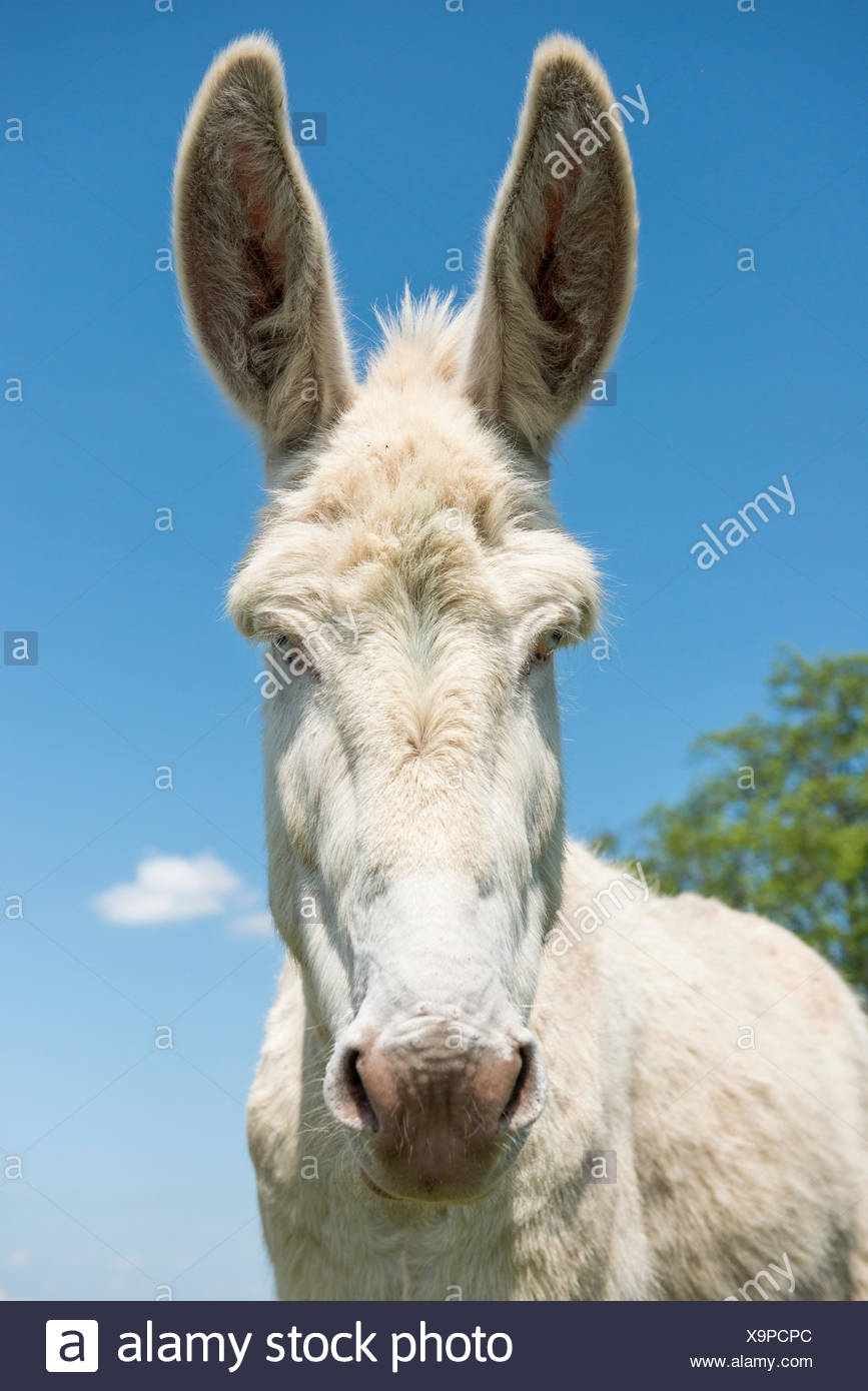 White Donkey High Resolution Stock Photography and Images - Alamy