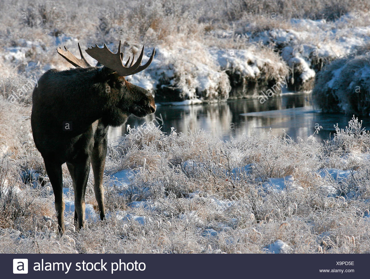 Bull Moose Canada Stock Photos & Bull Moose Canada Stock Images - Alamy