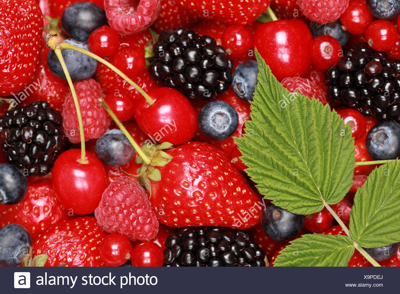 Schwarzbeere High Resolution Stock Photography and Images - Alamy