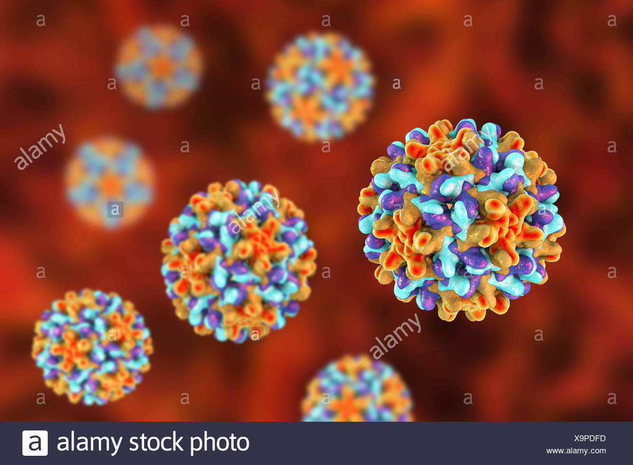 Orthohepadnavirus High Resolution Stock Photography and Images - Alamy