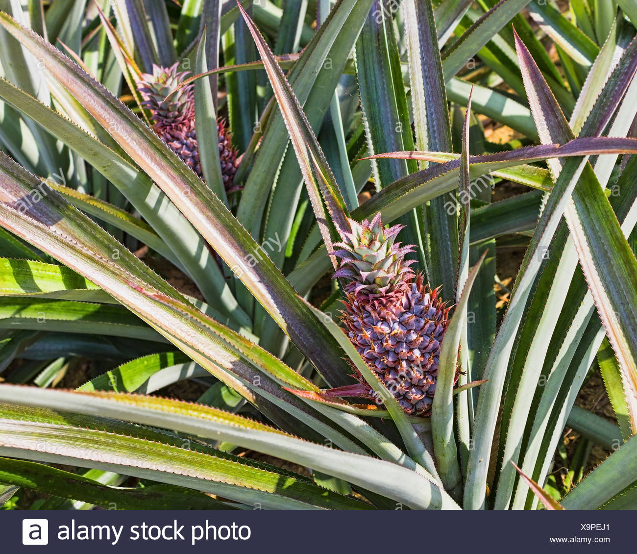 Pineapple Bush Stock Photos & Pineapple Bush Stock Images - Alamy