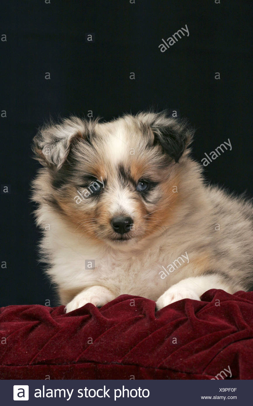 Blue Merle Sheltie Welpe Sheltie High Resolution Stock Photography and ...