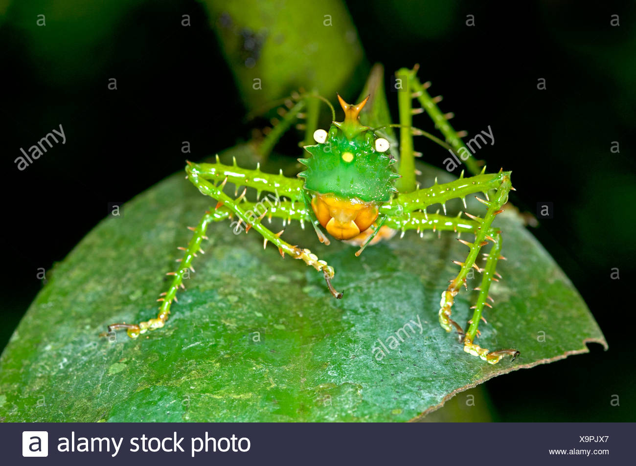 Panacanthus High Resolution Stock Photography and Images - Alamy