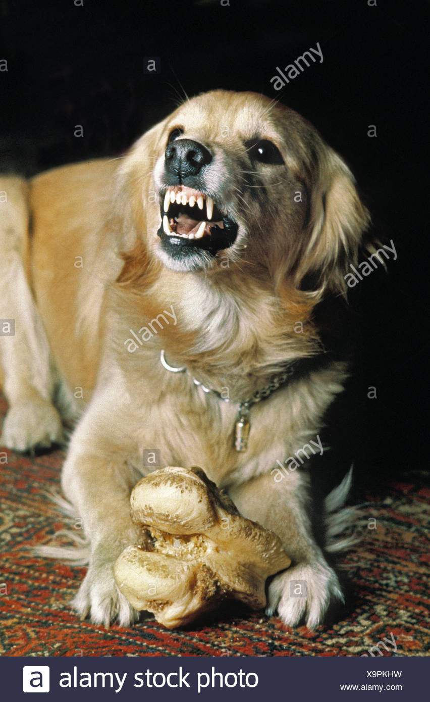 Dog Menace High Resolution Stock Photography and Images - Alamy