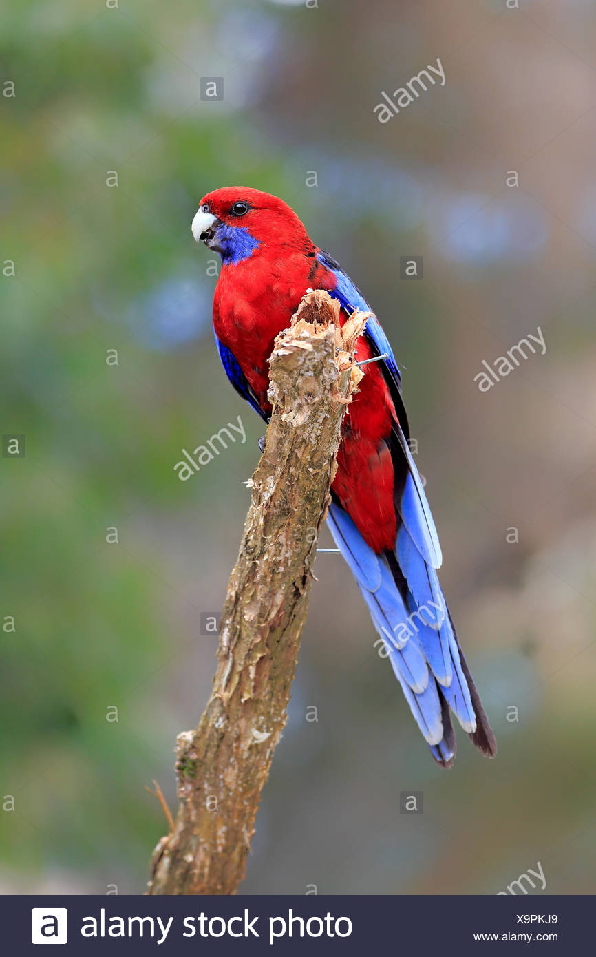 Pennants Rosella Platycercus Stock Photos & Pennants Rosella ...