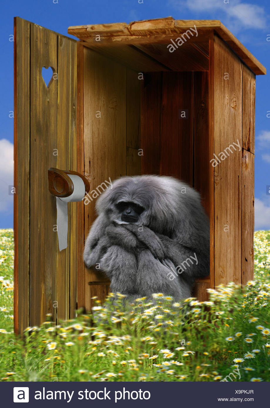 Monkey Sitting On Toilet Stock Photos & Monkey Sitting On Toilet Stock ...