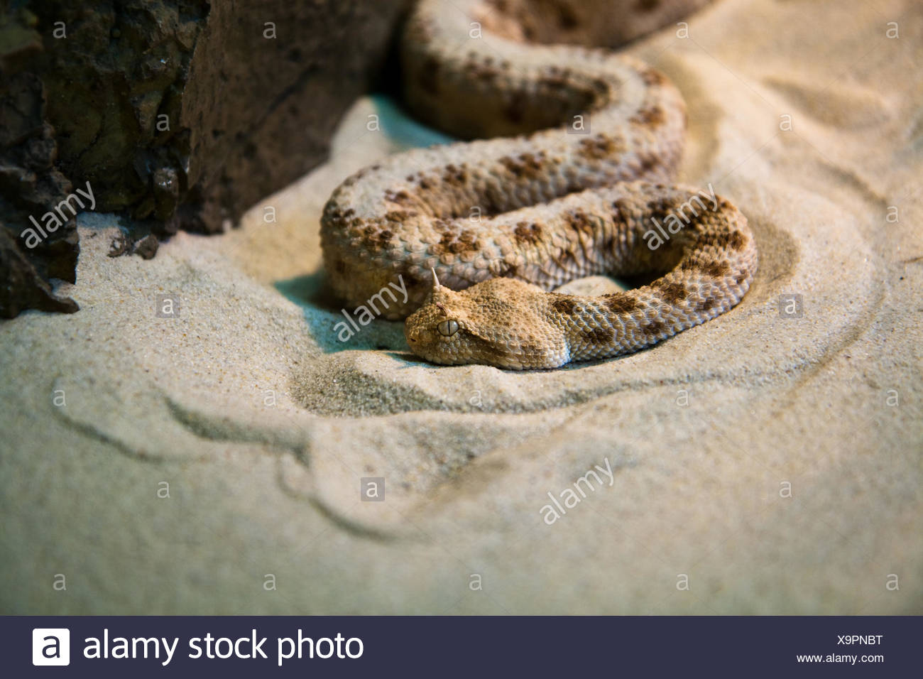 Sandviper Stock Photos & Sandviper Stock Images - Alamy