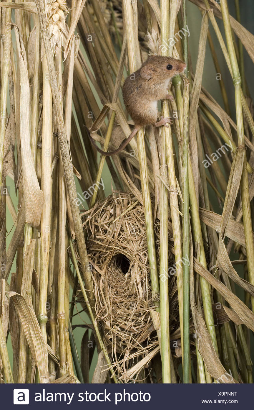 Harvest Mouse Nest High Resolution Stock Photography and Images - Alamy