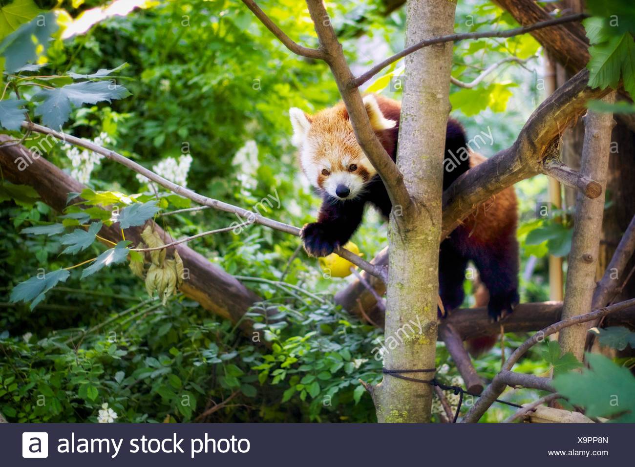 Red Panda On Tree High Resolution Stock Photography and Images - Alamy