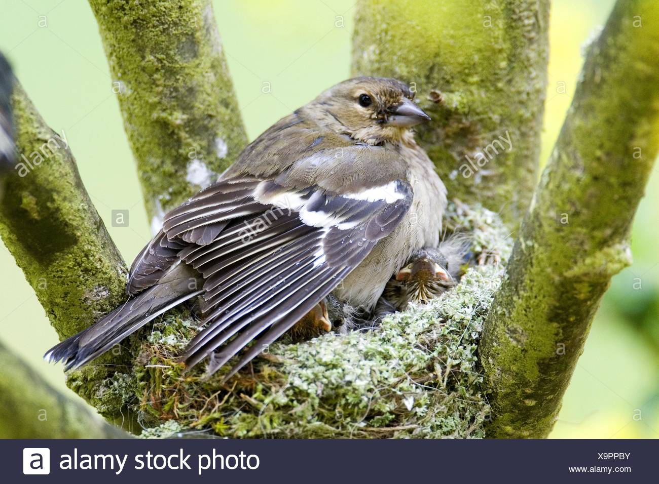 Juvenile Chaffinch High Resolution Stock Photography and Images - Alamy