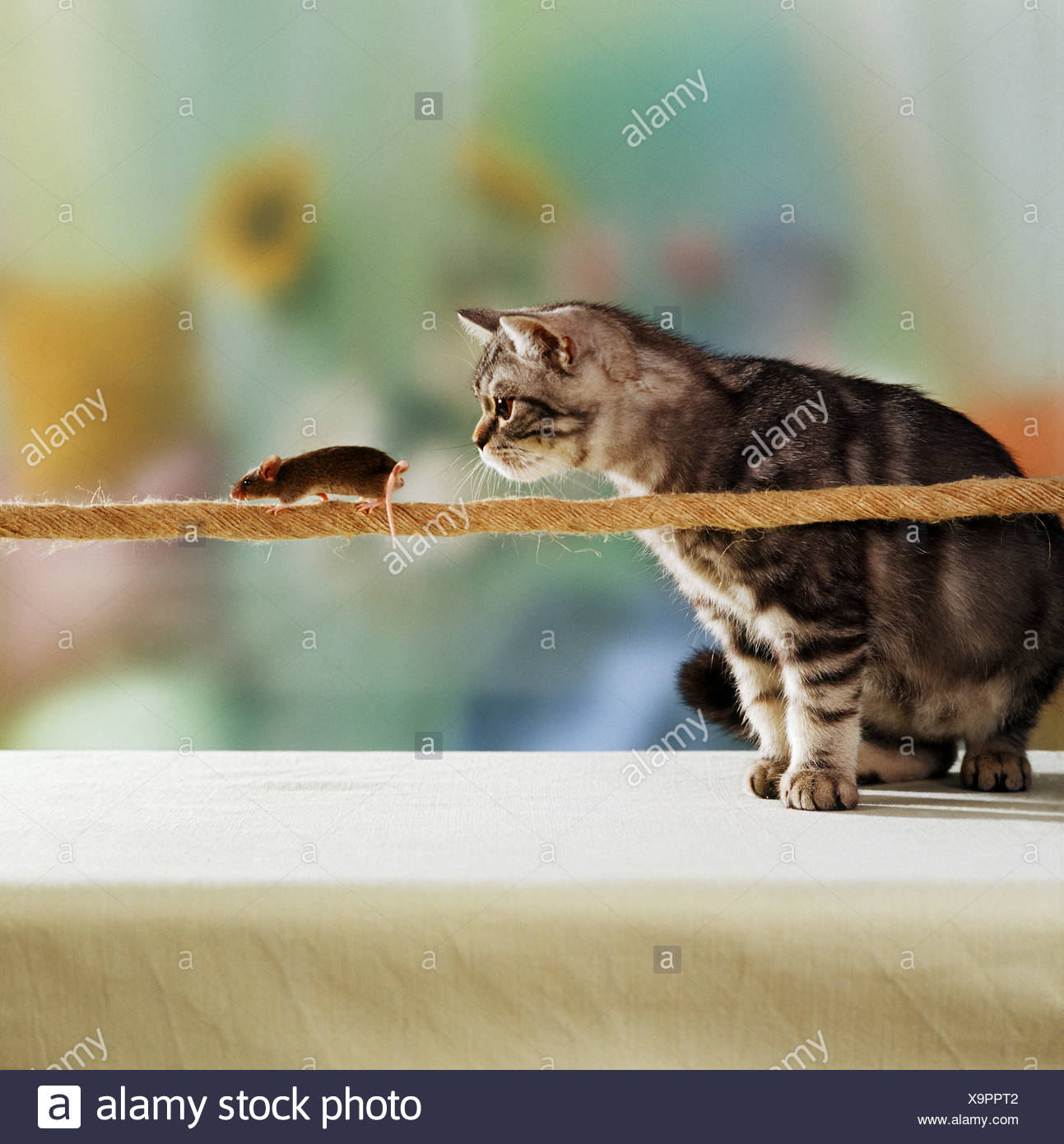 Cat Watching Mouse Stock Photos & Cat Watching Mouse Stock Images - Alamy