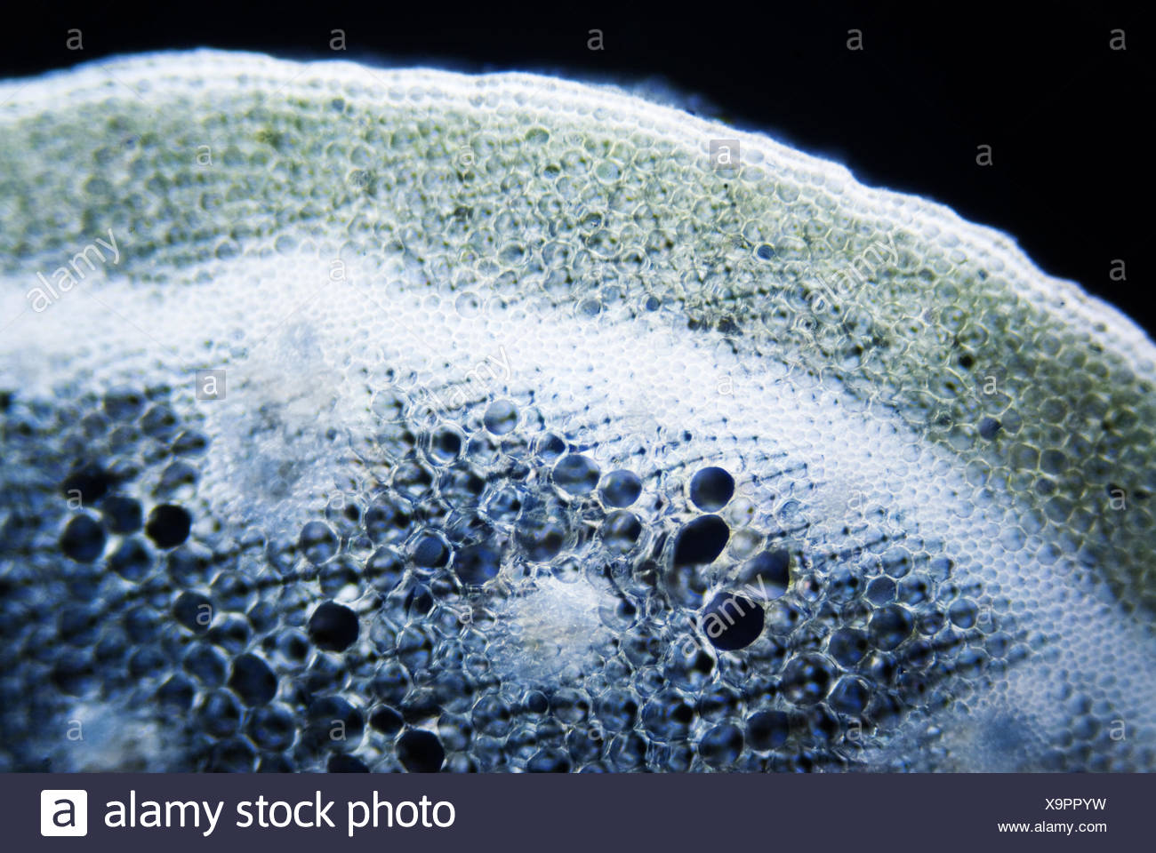 Magnified Plant Cells High Resolution Stock Photography and Images - Alamy
