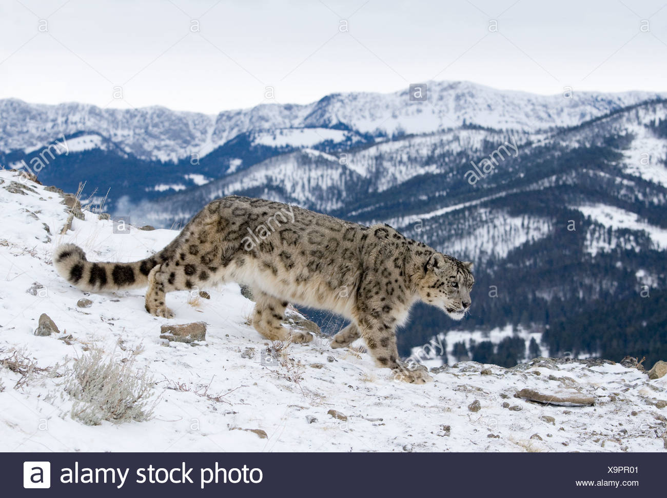 Snow Leopard Side View Stock Photos & Snow Leopard Side View Stock ...