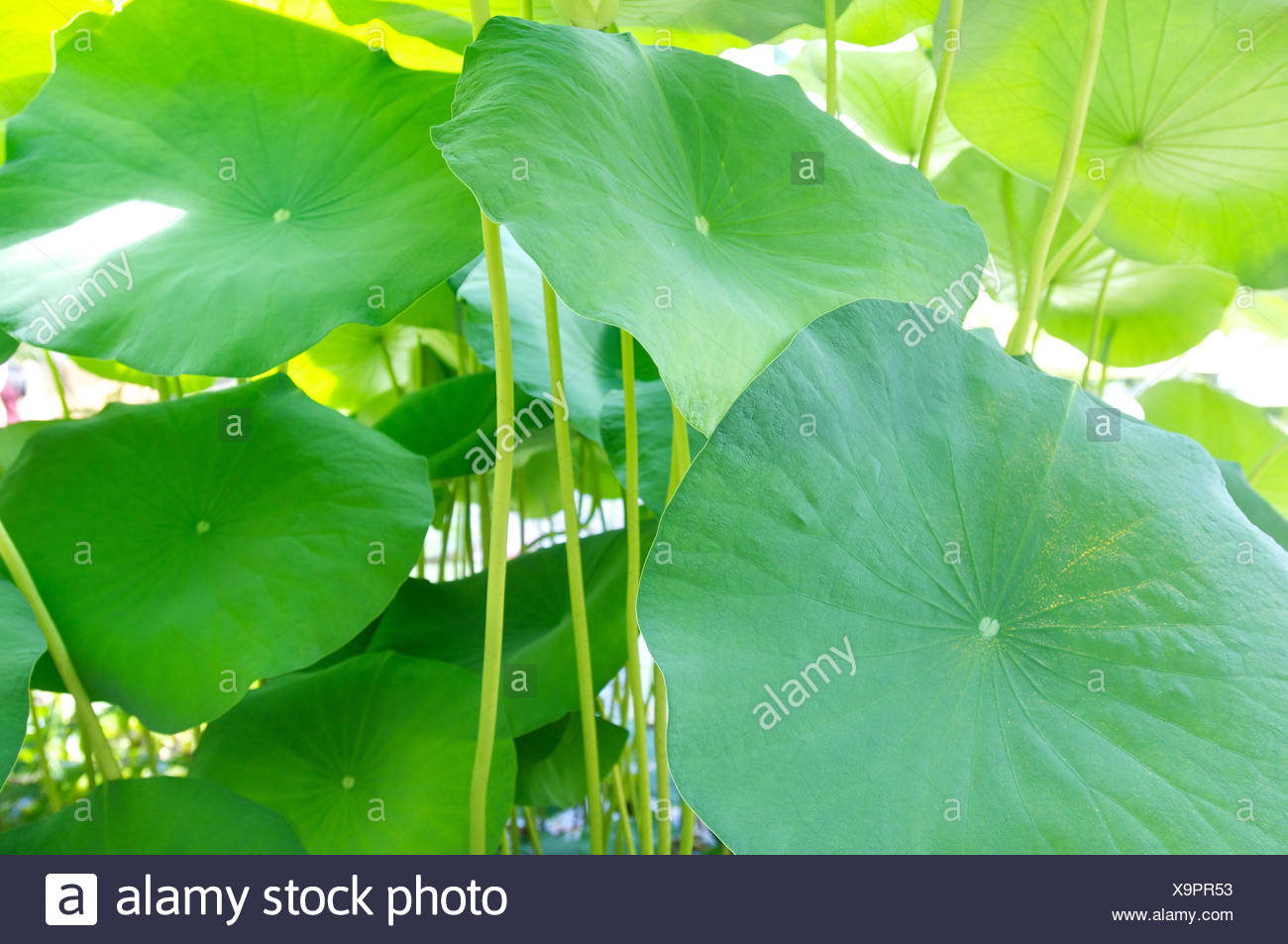 Lotus Stalk High Resolution Stock Photography and Images - Alamy