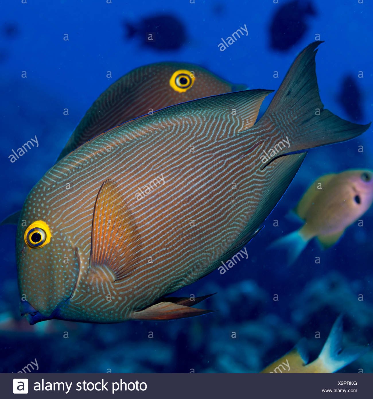 Endemic Fish High Resolution Stock Photography and Images - Alamy