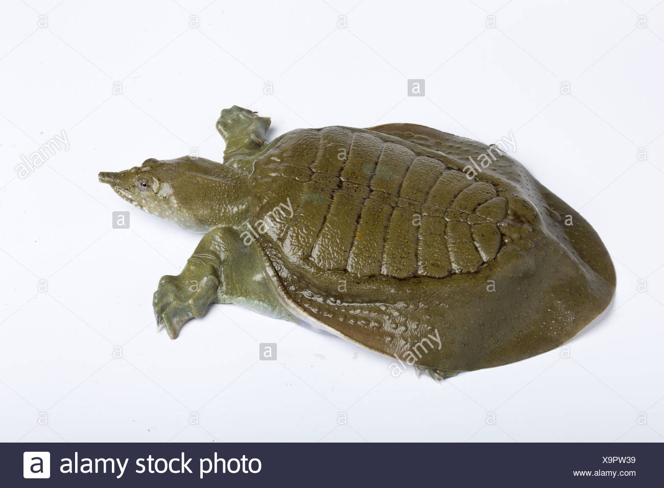 Asian Softshell Turtle High Resolution Stock Photography and Images - Alamy