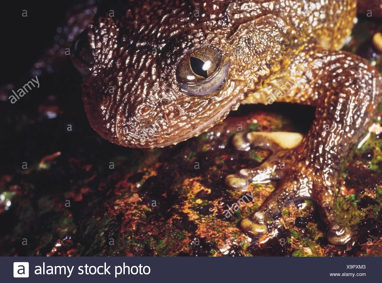Humayuns Wrinkled Frog High Resolution Stock Photography and Images - Alamy