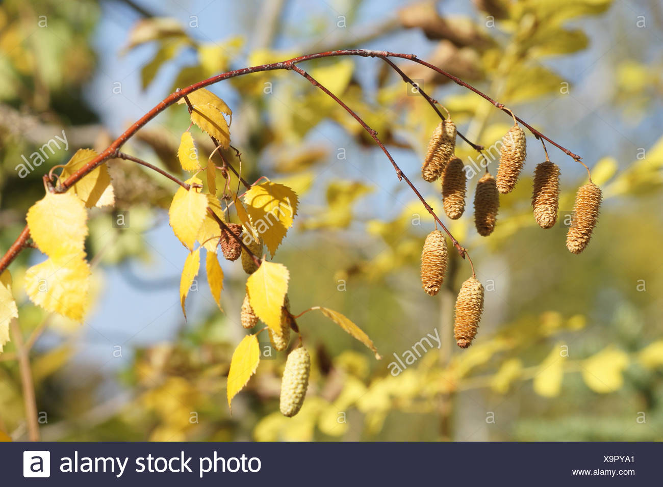 Silver Birch Seeds High Resolution Stock Photography and Images - Alamy