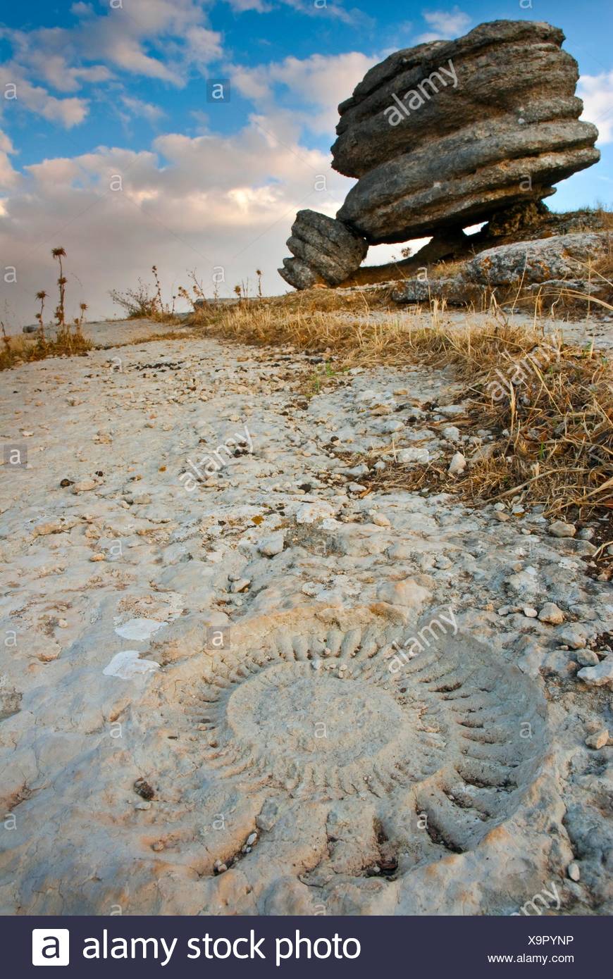 Imprint Fossil High Resolution Stock Photography and Images - Alamy