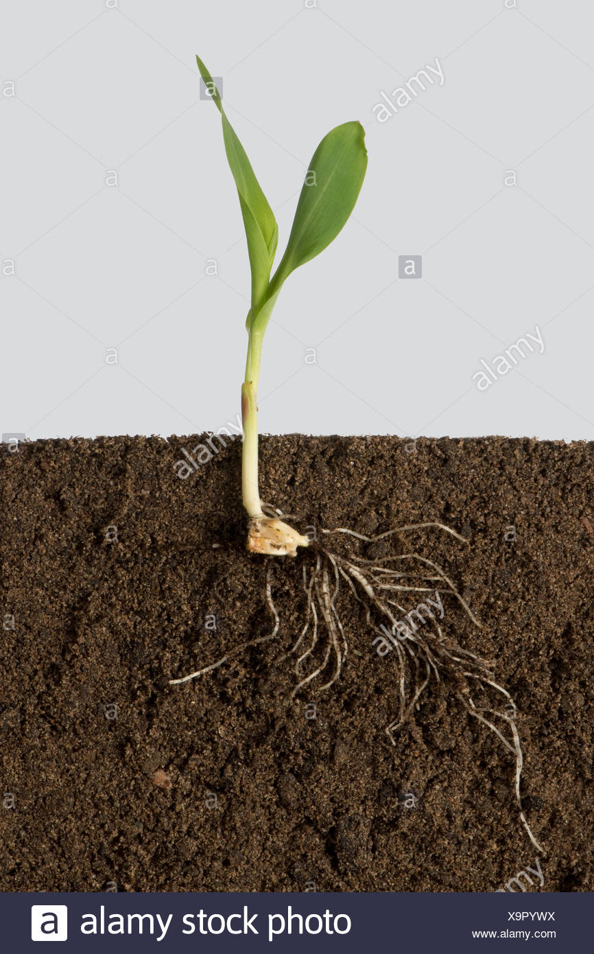 Corn Plant Roots High Resolution Stock Photography and Images - Alamy