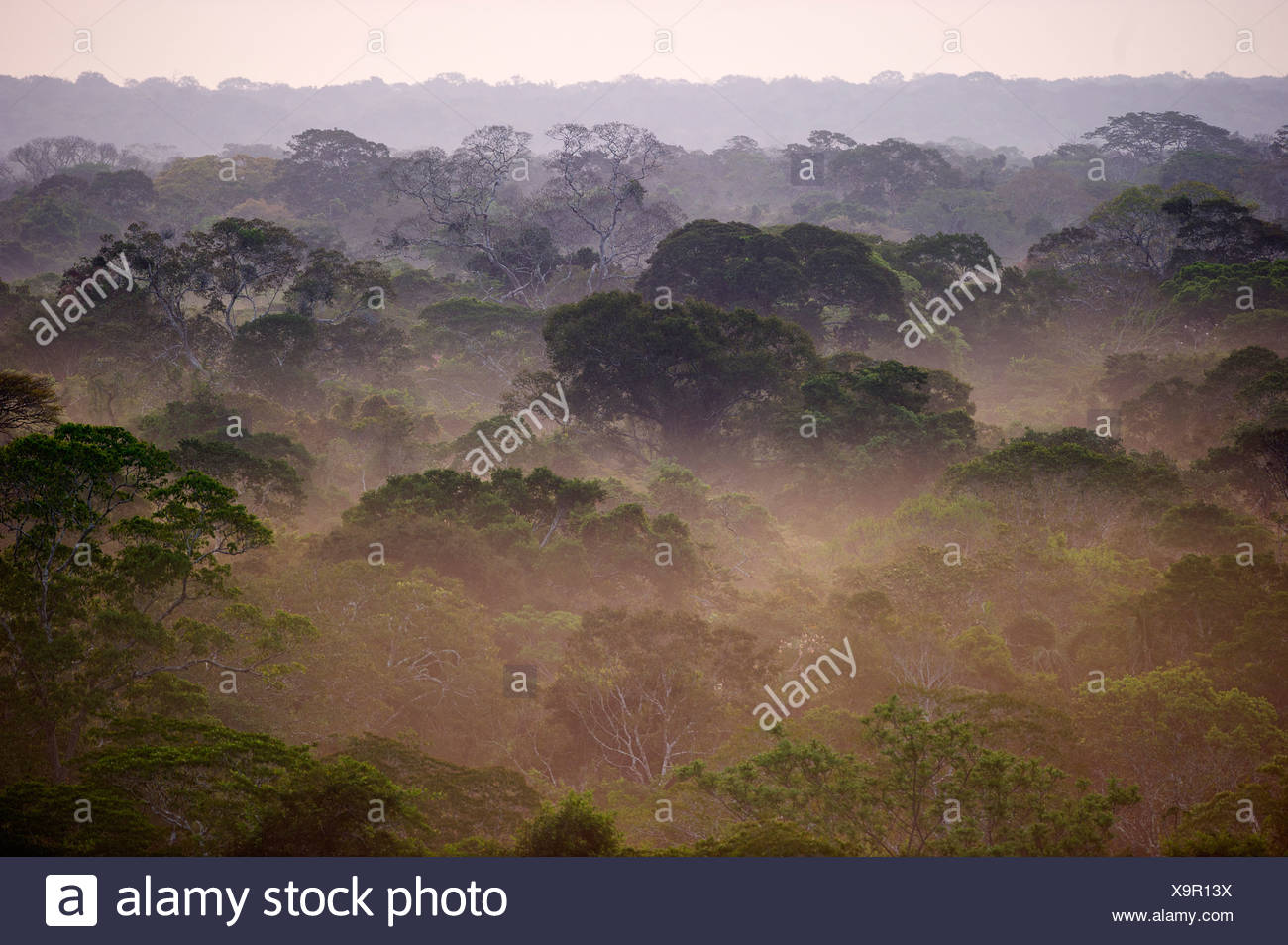 Lowland Tropical Rainforest High Resolution Stock Photography and ...