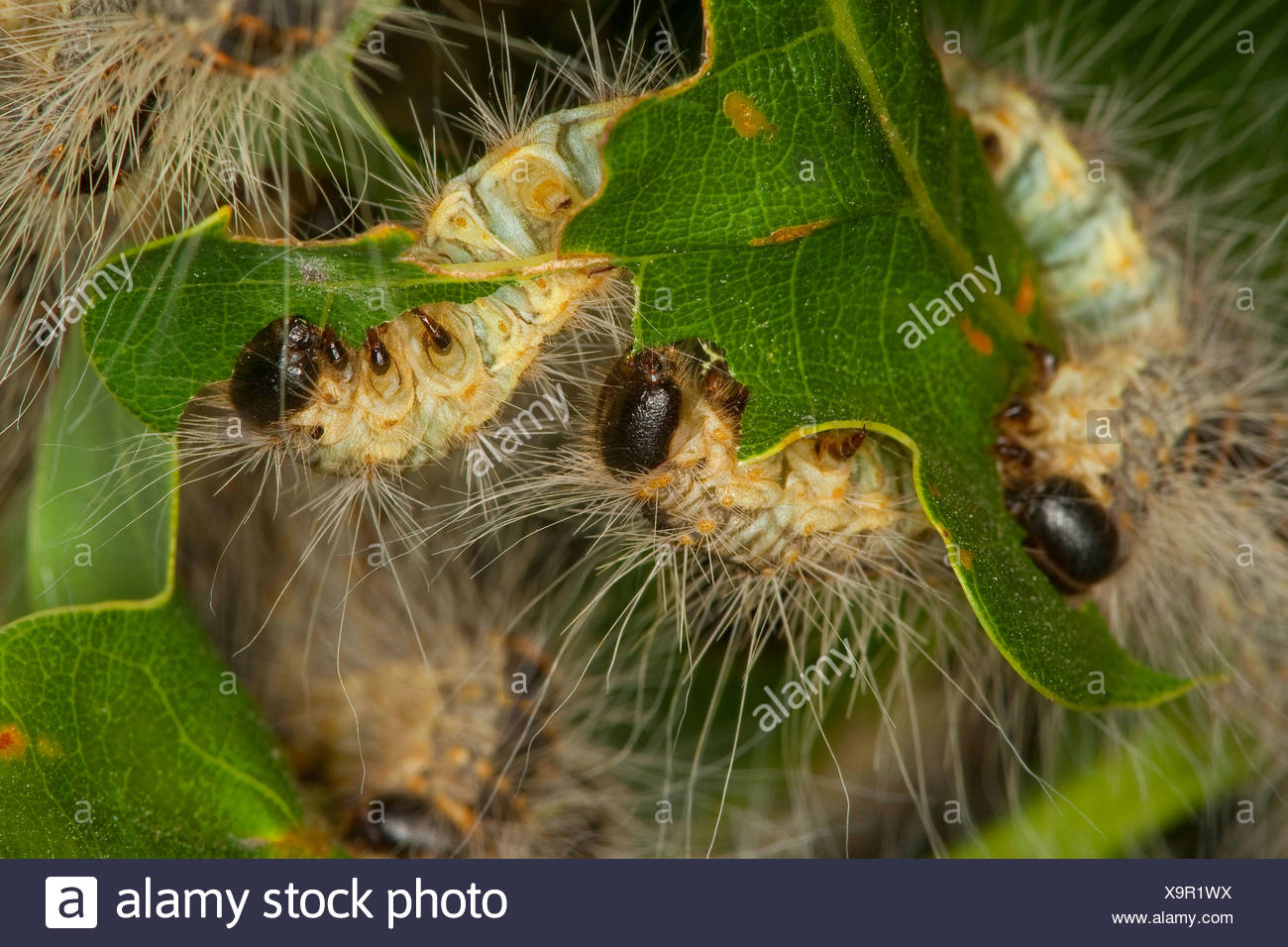 Oak Processionary Moth Larva High Resolution Stock Photography and ...
