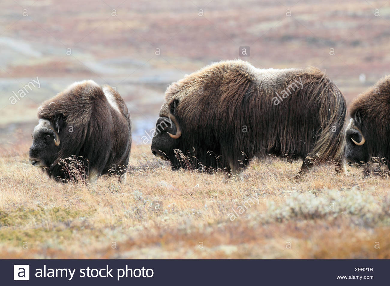 Moschustier High Resolution Stock Photography and Images - Alamy