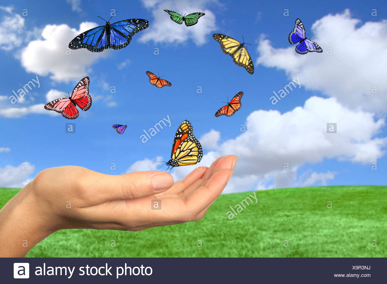 Butterflies Are Free Stock Photos & Butterflies Are Free Stock Images ...