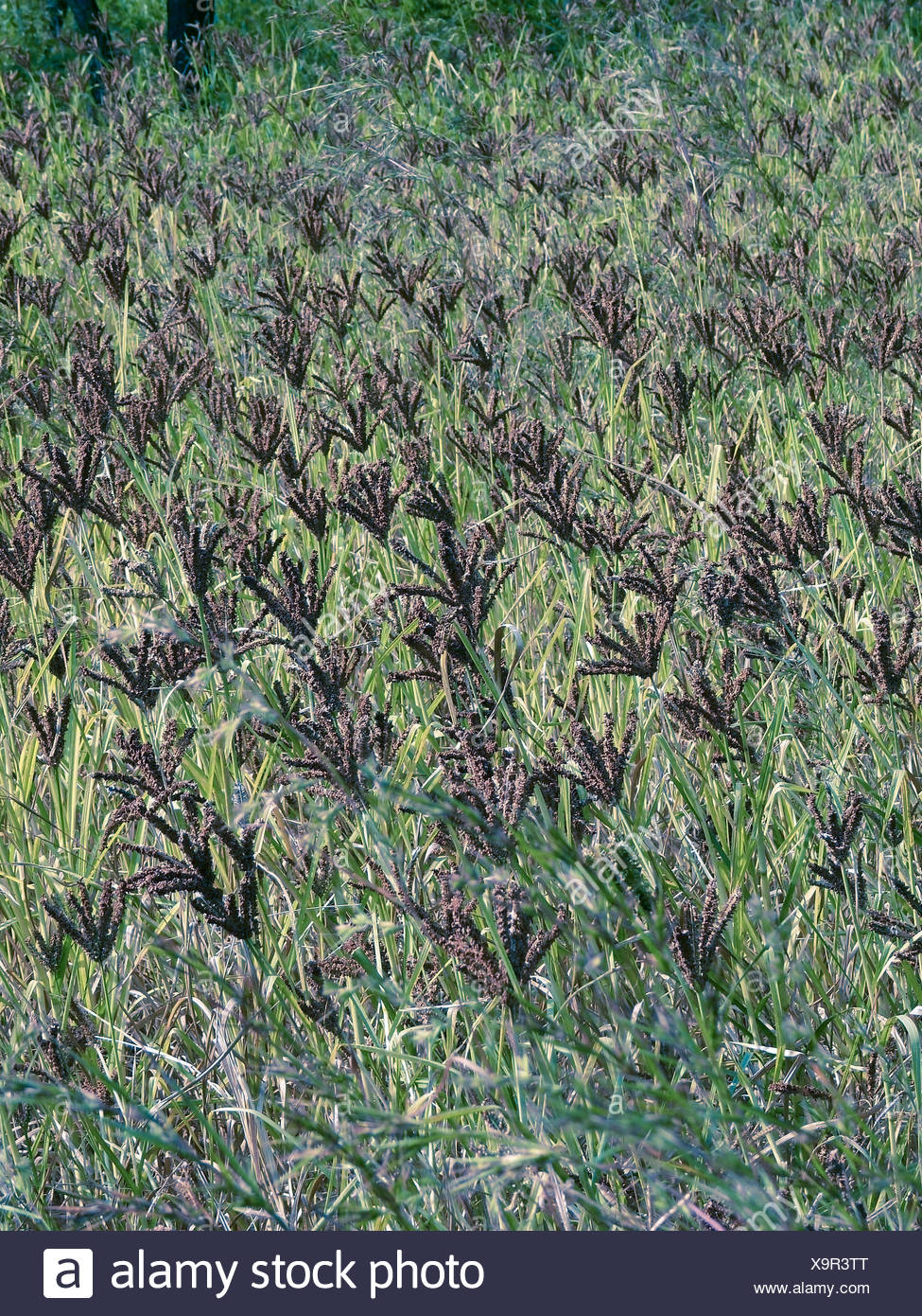 Finger Millet Stock Photos & Finger Millet Stock Images - Alamy