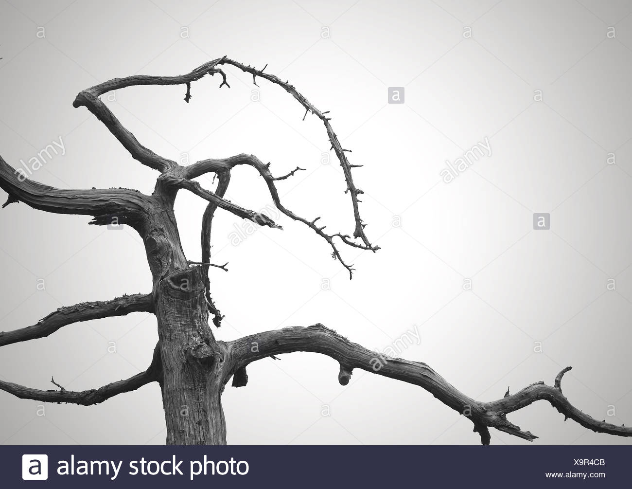 Spooky Tree Bark Stock Photos & Spooky Tree Bark Stock Images - Alamy