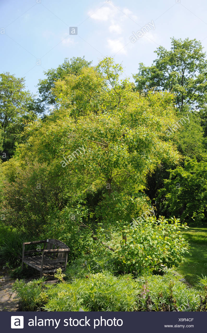 Smoke Tree High Resolution Stock Photography and Images - Alamy