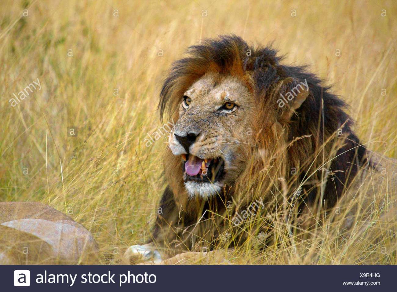 Exhausted Faces High Resolution Stock Photography and Images - Alamy