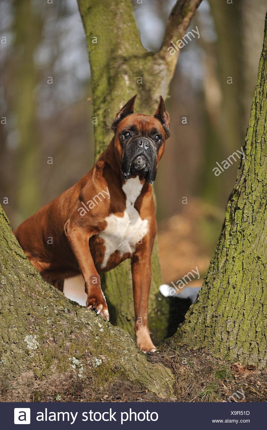Boxer With Cropped Ears For Sale at Joan Mealey blog